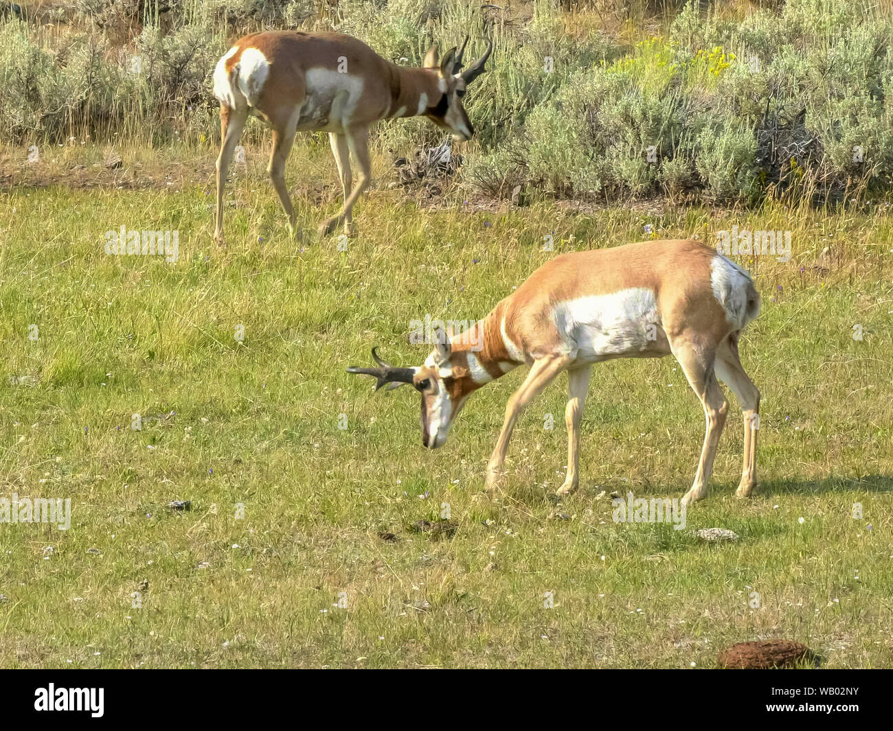 pronghorn antelope pawing the ground in yellowstone Stock Photo - Alamy