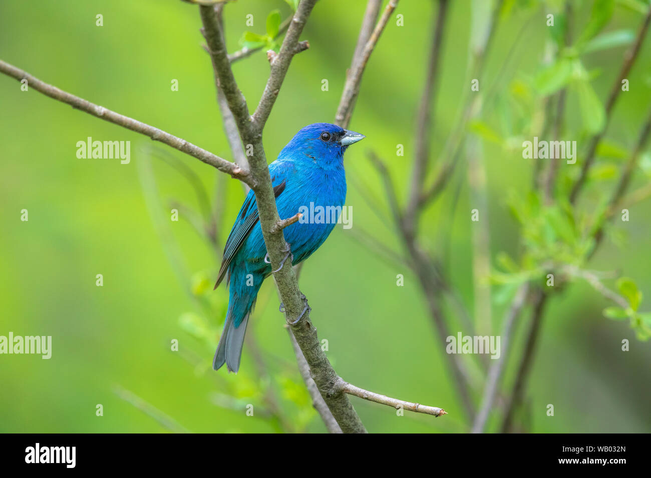 Male indigo bunting in a northern Wisconsin woodland Stock Photo - Alamy