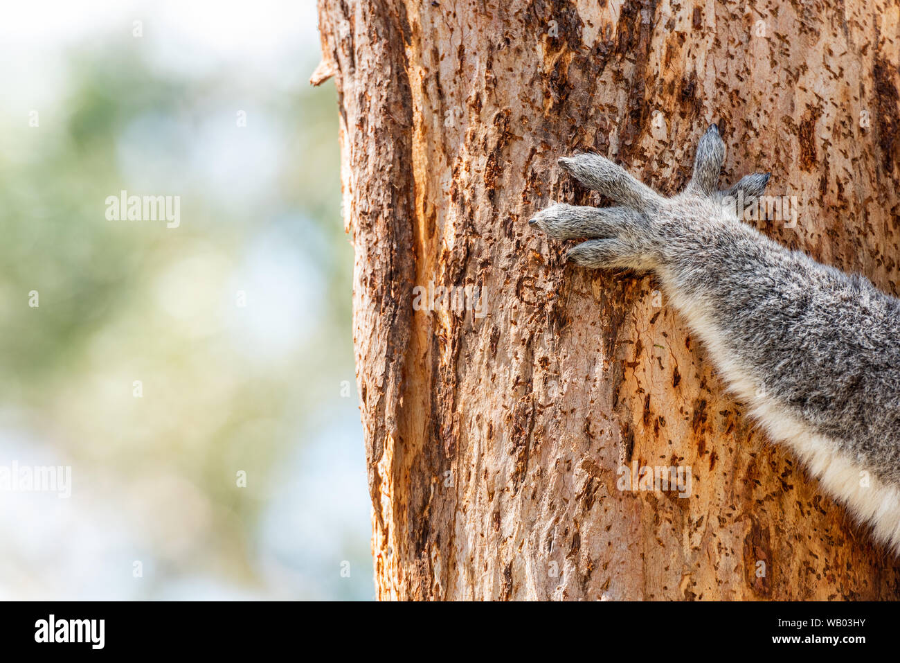 Koala Hands