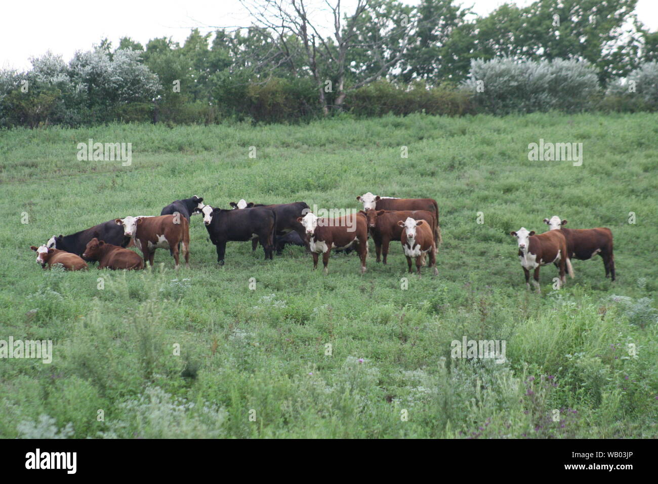 Southern Illinois Cattle Ranch Stock Photo - Alamy