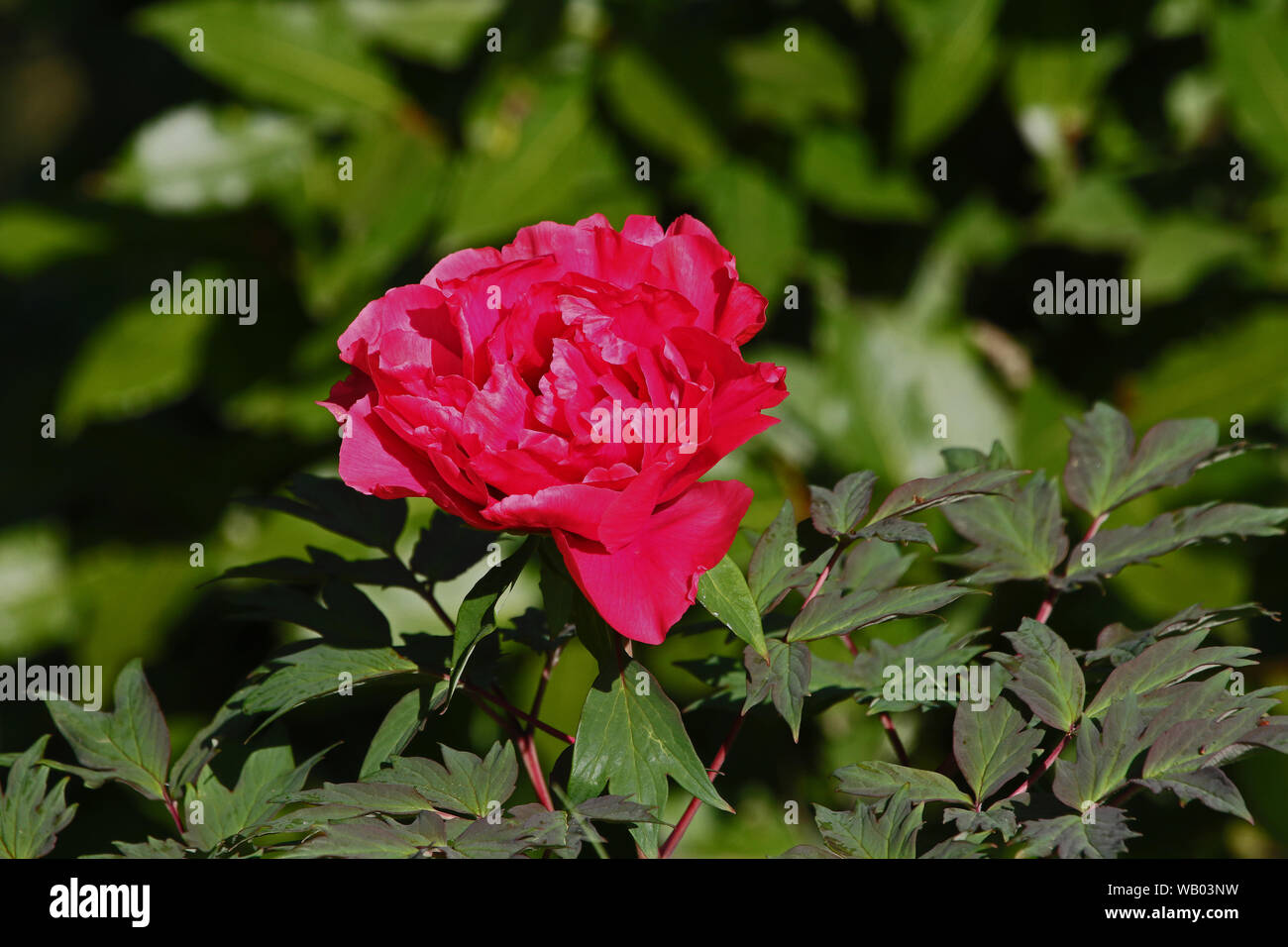 red tree peony Latin paeonia in bloom in spring in Italy state flower ...