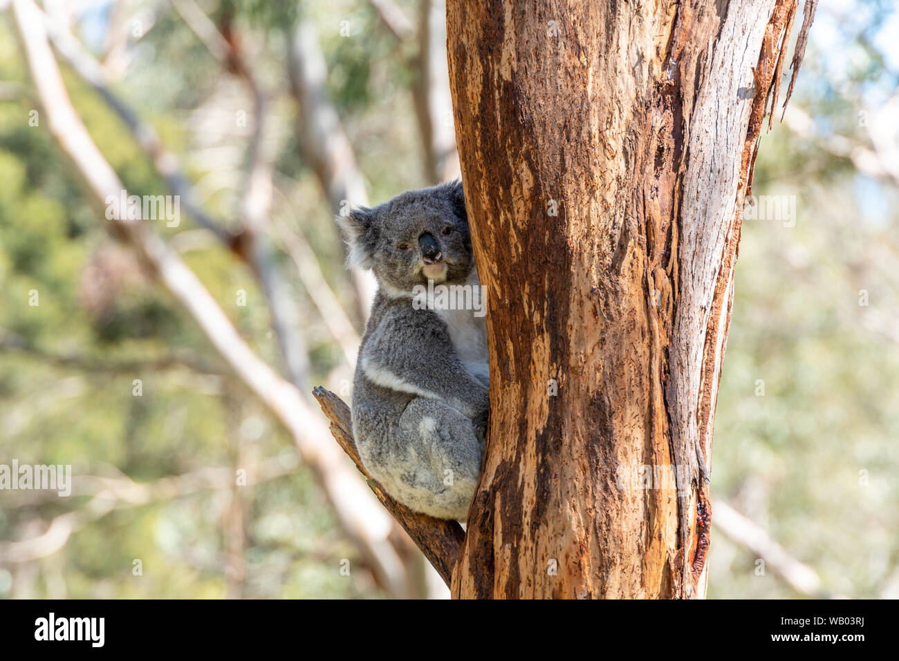 Koala staying on a tree branch Stock Photo - Alamy