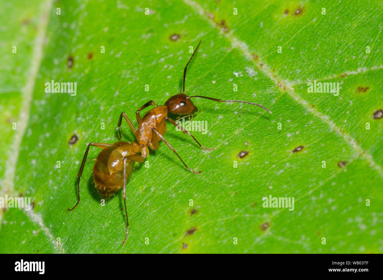 Carpenter Ant, Camponotus castaneus Stock Photo - Alamy