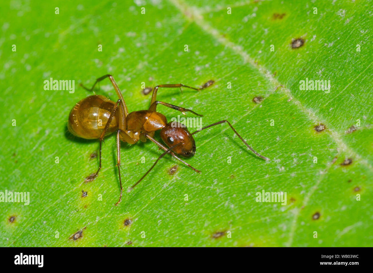 Carpenter Ant, Camponotus castaneus Stock Photo - Alamy