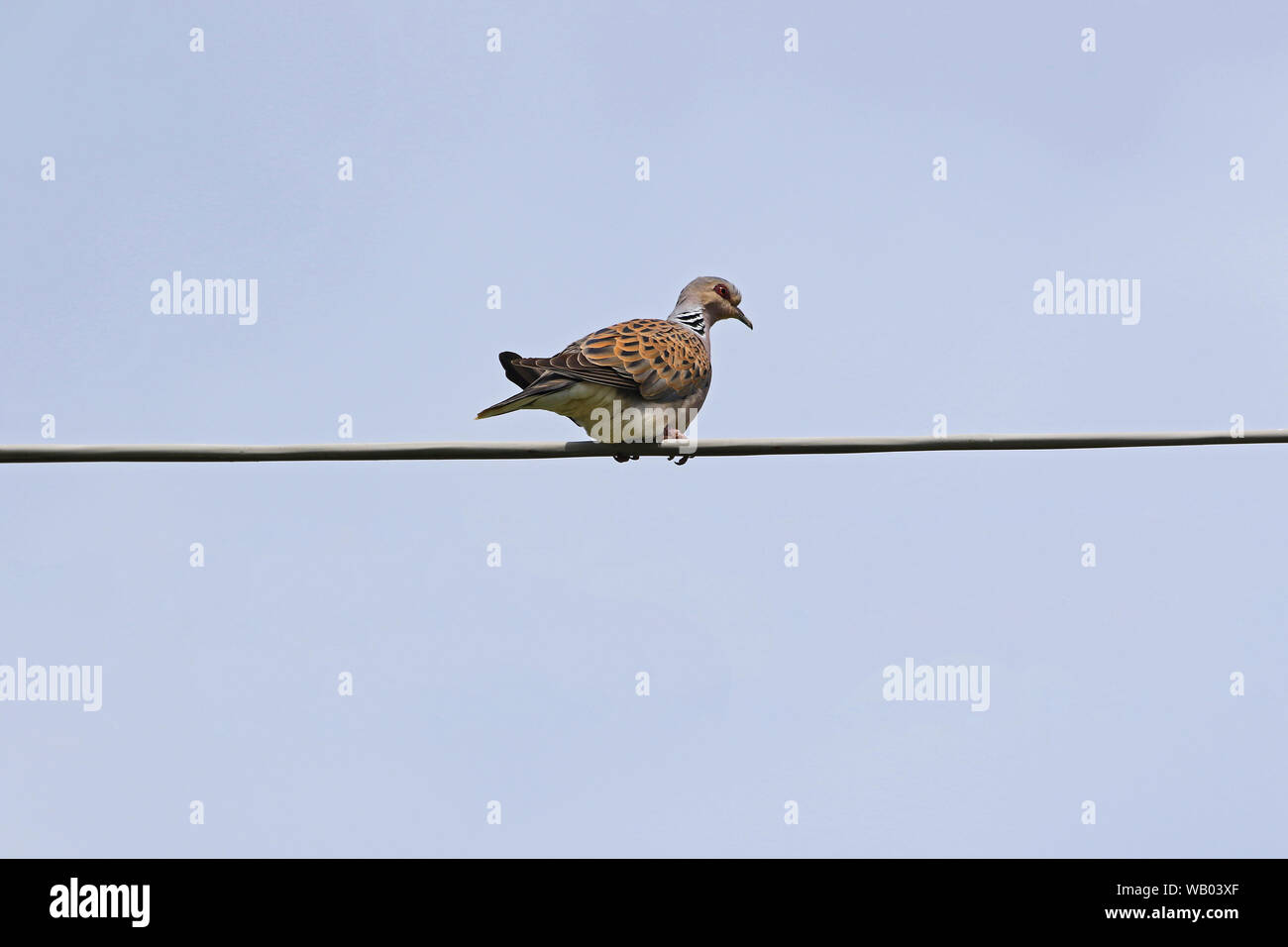 Turtle dove Latin name streptopelia turtur adult very close to not a ...