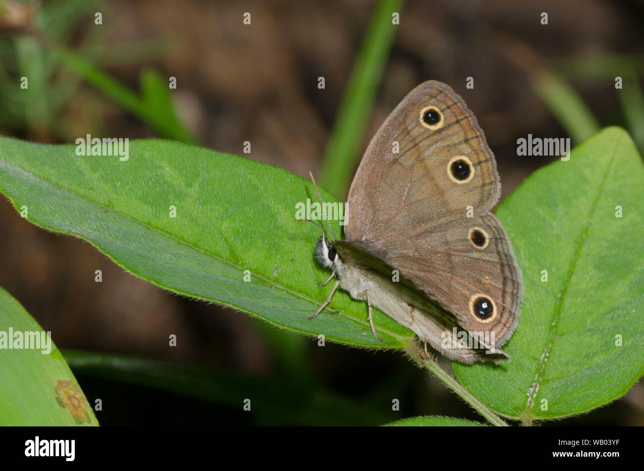 Wood satyr butterfly hi-res stock photography and images - Alamy