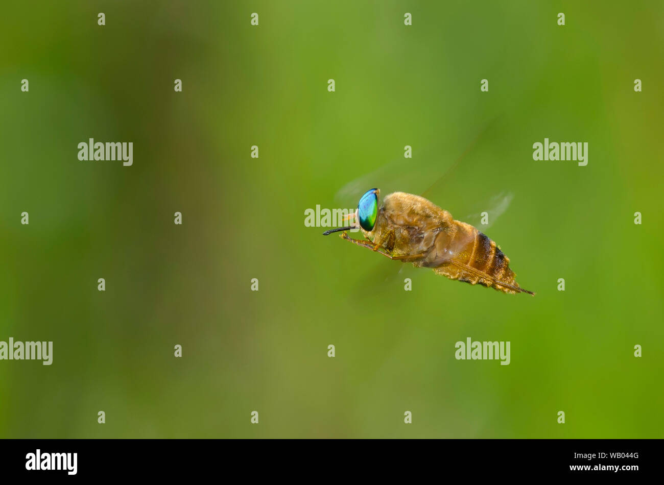 Horse fly male tabanidae hi-res stock photography and images - Alamy