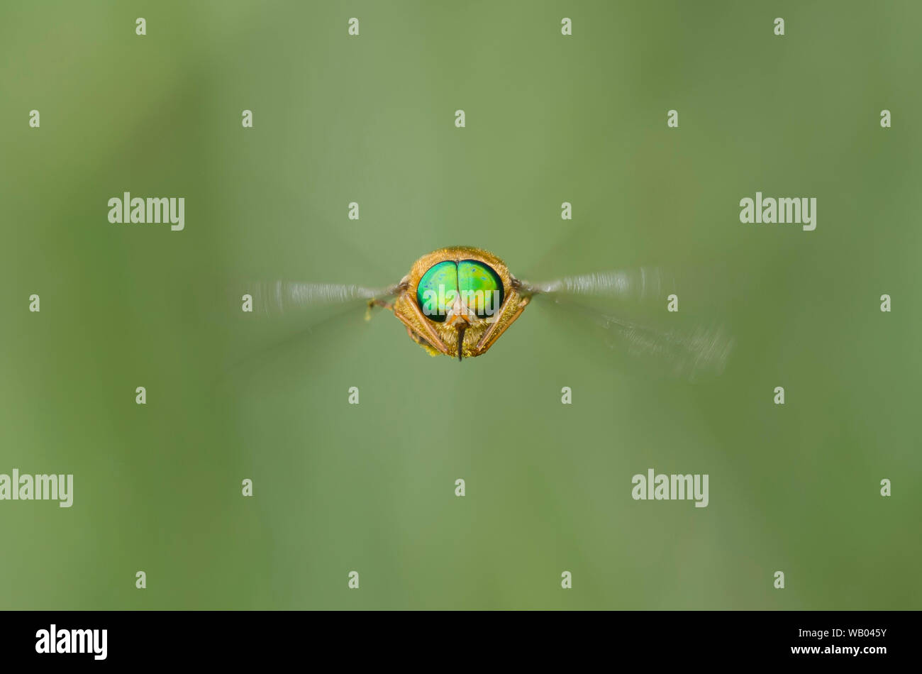 Horse fly male tabanidae hi-res stock photography and images - Alamy