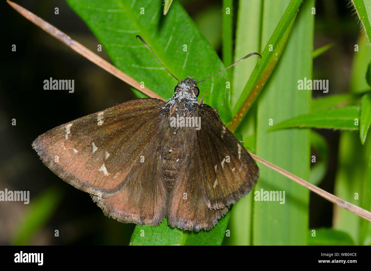 Northern Cloudywing, Cecropterus pylades, female Stock Photo - Alamy