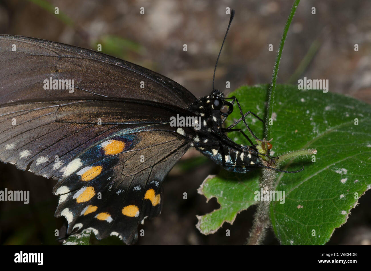 Female swallowtail hi-res stock photography and images - Alamy