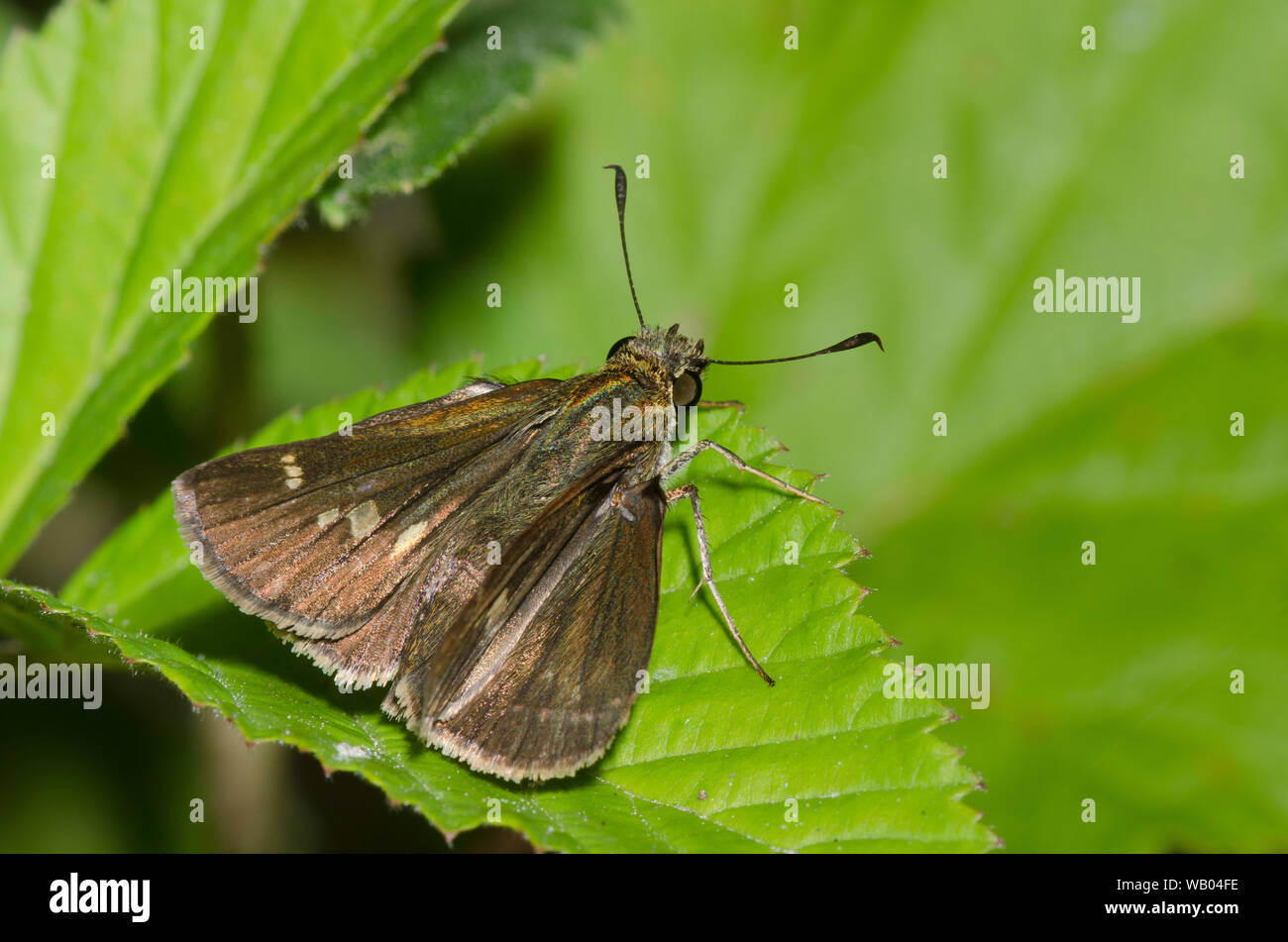 Little Glassywing, Vernia verna, female Stock Photo - Alamy