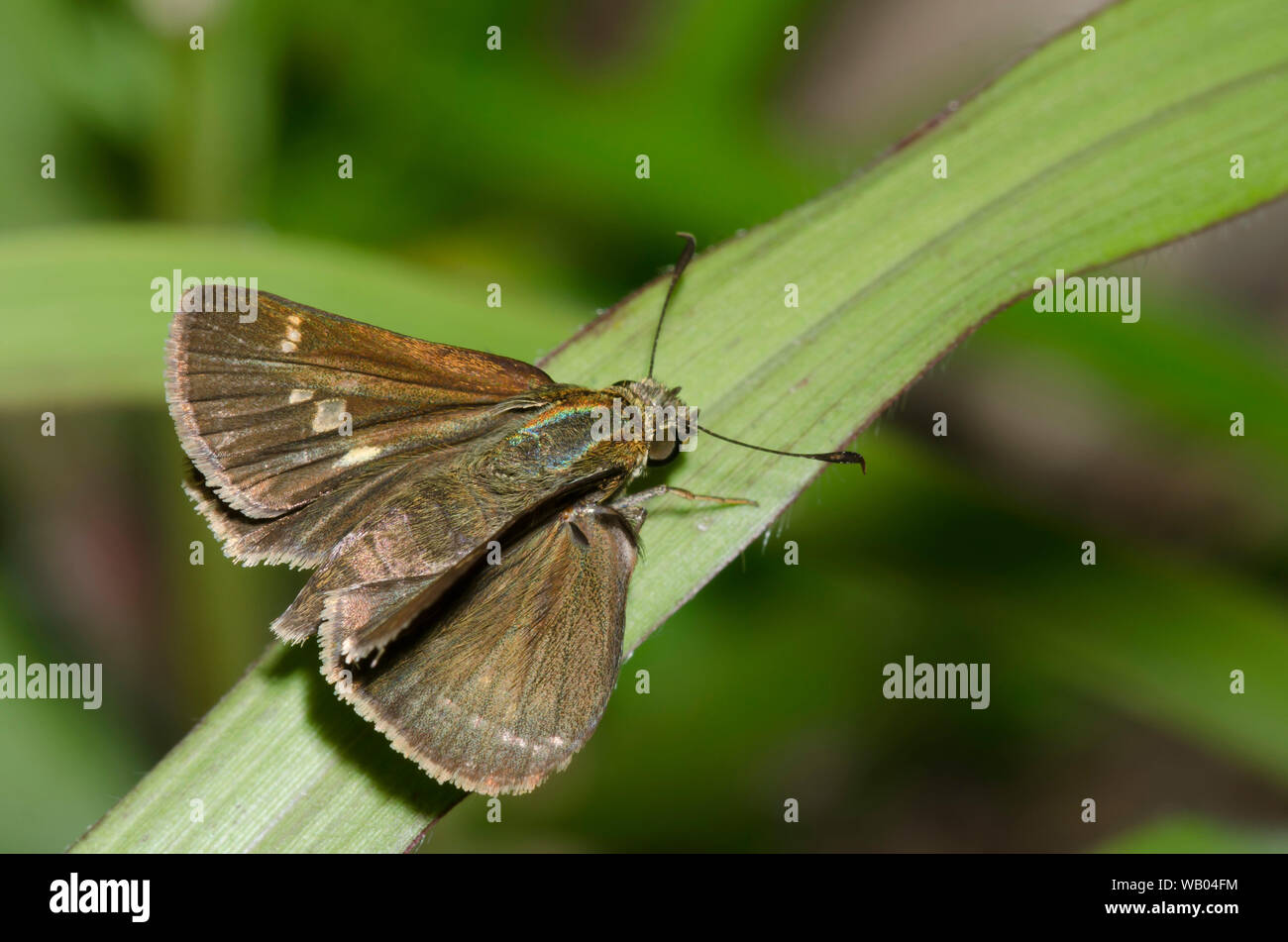 Little Glassywing, Vernia verna, female Stock Photo - Alamy