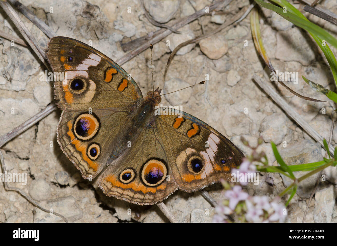 Common Buckeye, Junonia coenia Stock Photo - Alamy