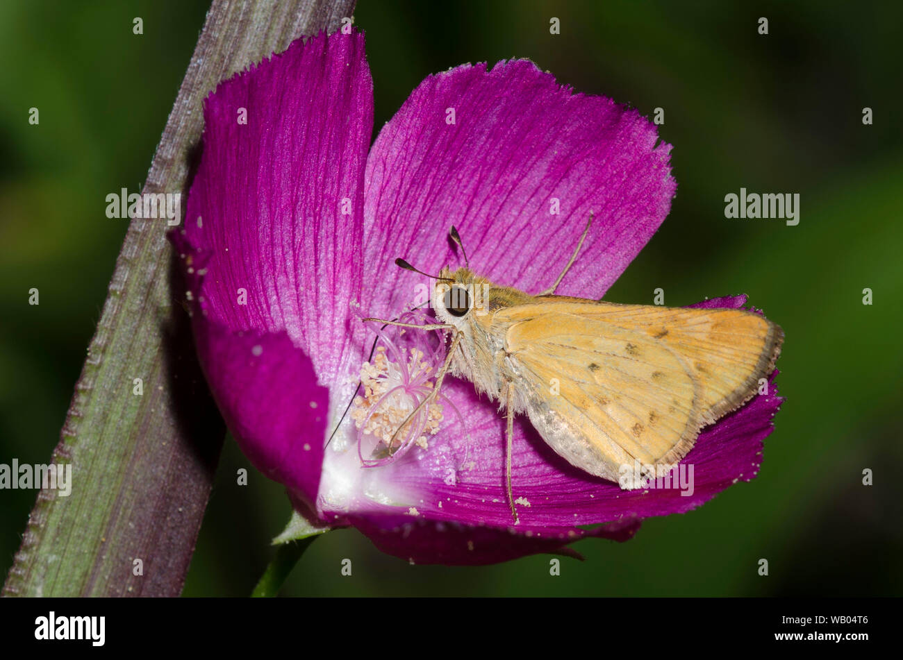 Fiery Skipper, Hylephila phyleus, nectaring on Winecup, Callirhoe ...