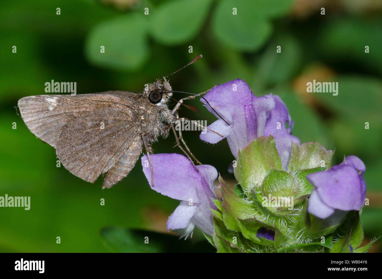 Common Roadside-Skipper, Amblyscirtes vialis, nectaring from Common ...