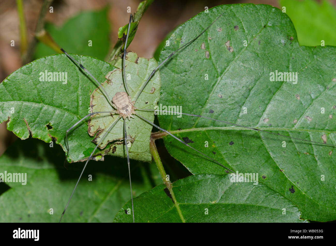 Visitor order hi-res stock photography and images - Alamy