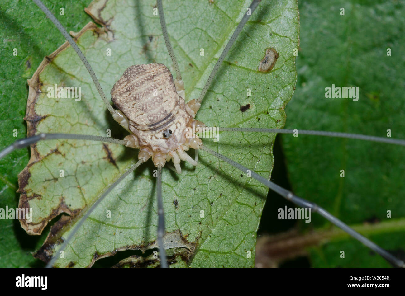 Opiliones hi-res stock photography and images - Alamy
