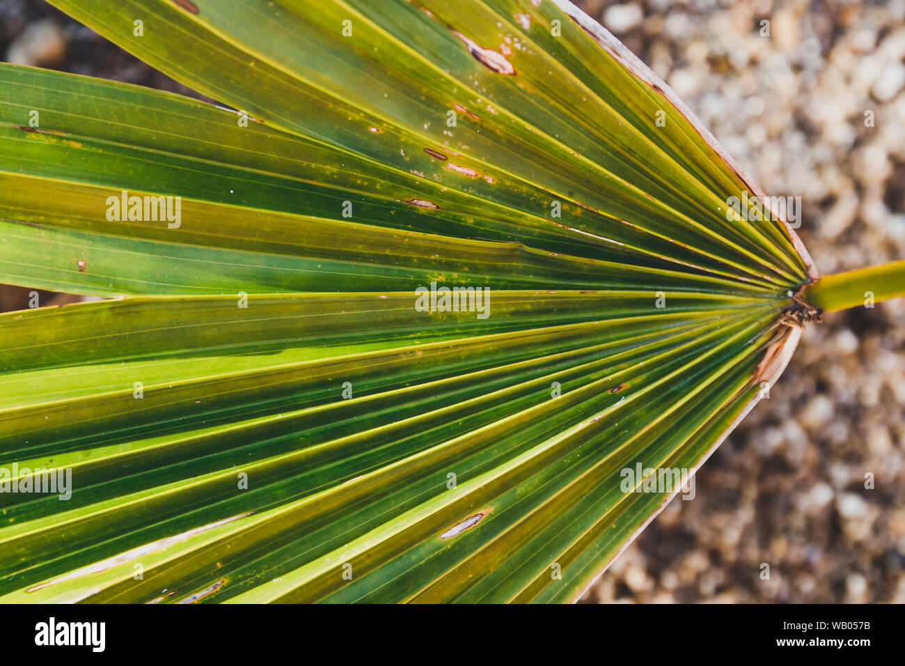 tiny green palm leaf close-up with pebbles bokeh shot at shallow depth ...
