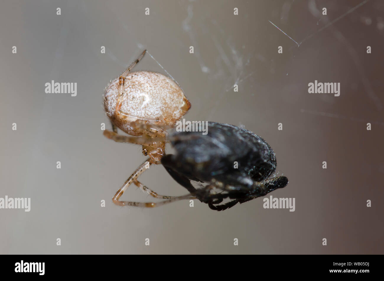 Theridiidae hi-res stock photography and images - Alamy