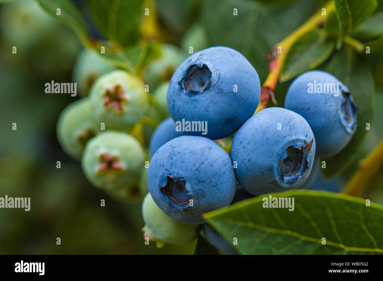 Blueberries bush blue hi-res stock photography and images - Alamy