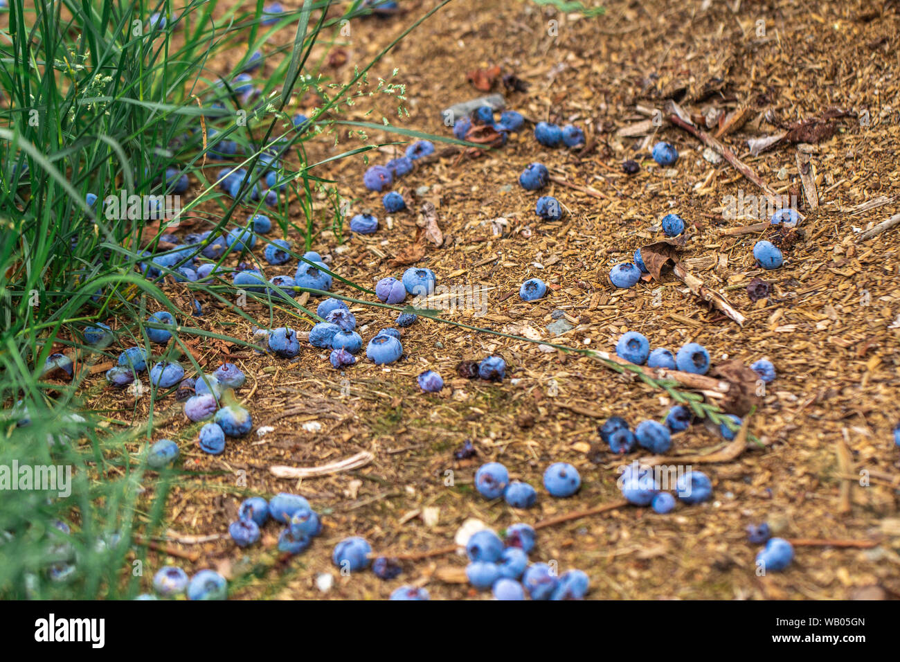 Blueberries that have fallen off the bush and laying on the ground ...