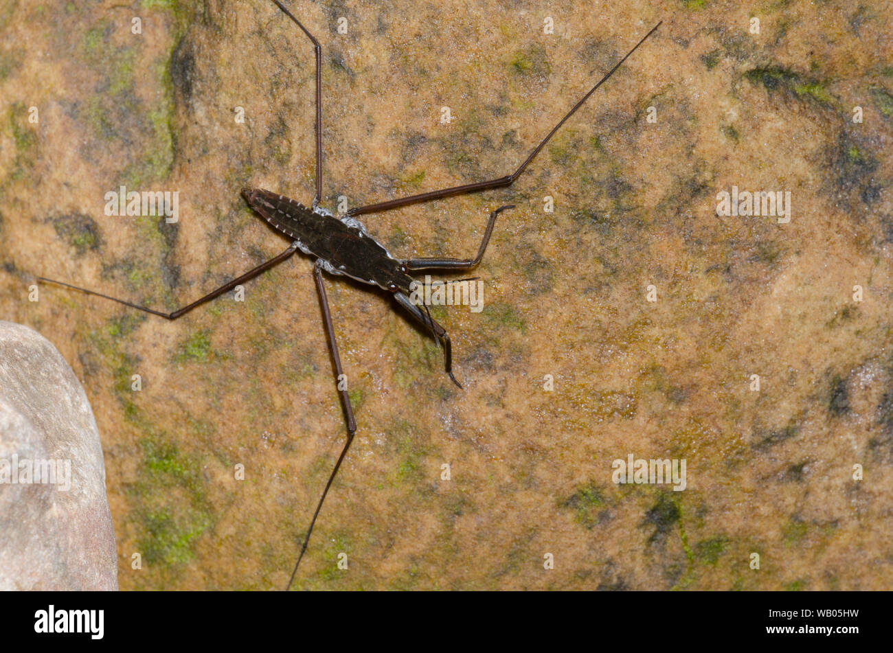 Hemiptera heteroptera water strider hi-res stock photography and images ...