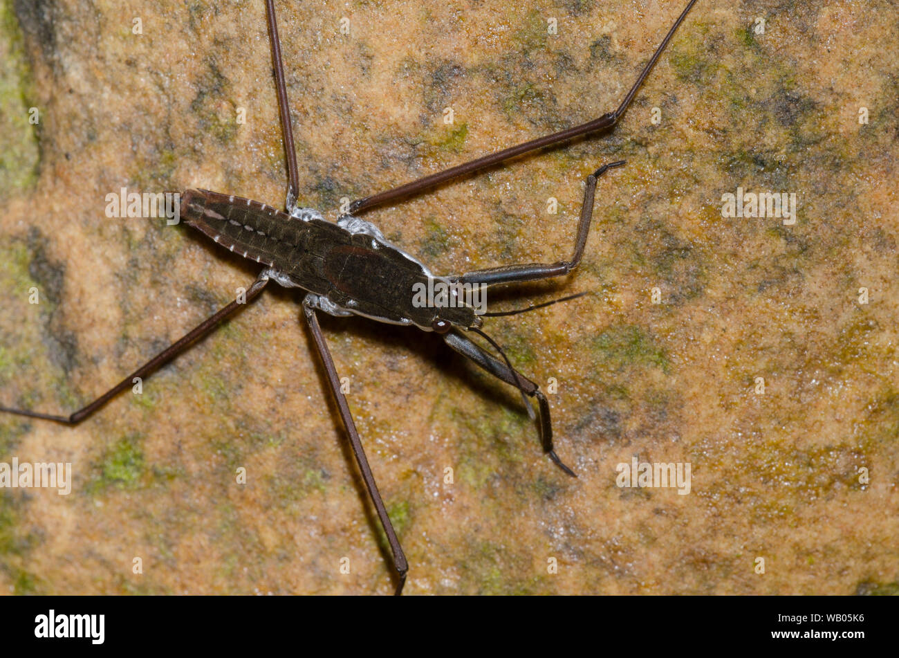 Water Strider, Aquarius remigis Stock Photo - Alamy
