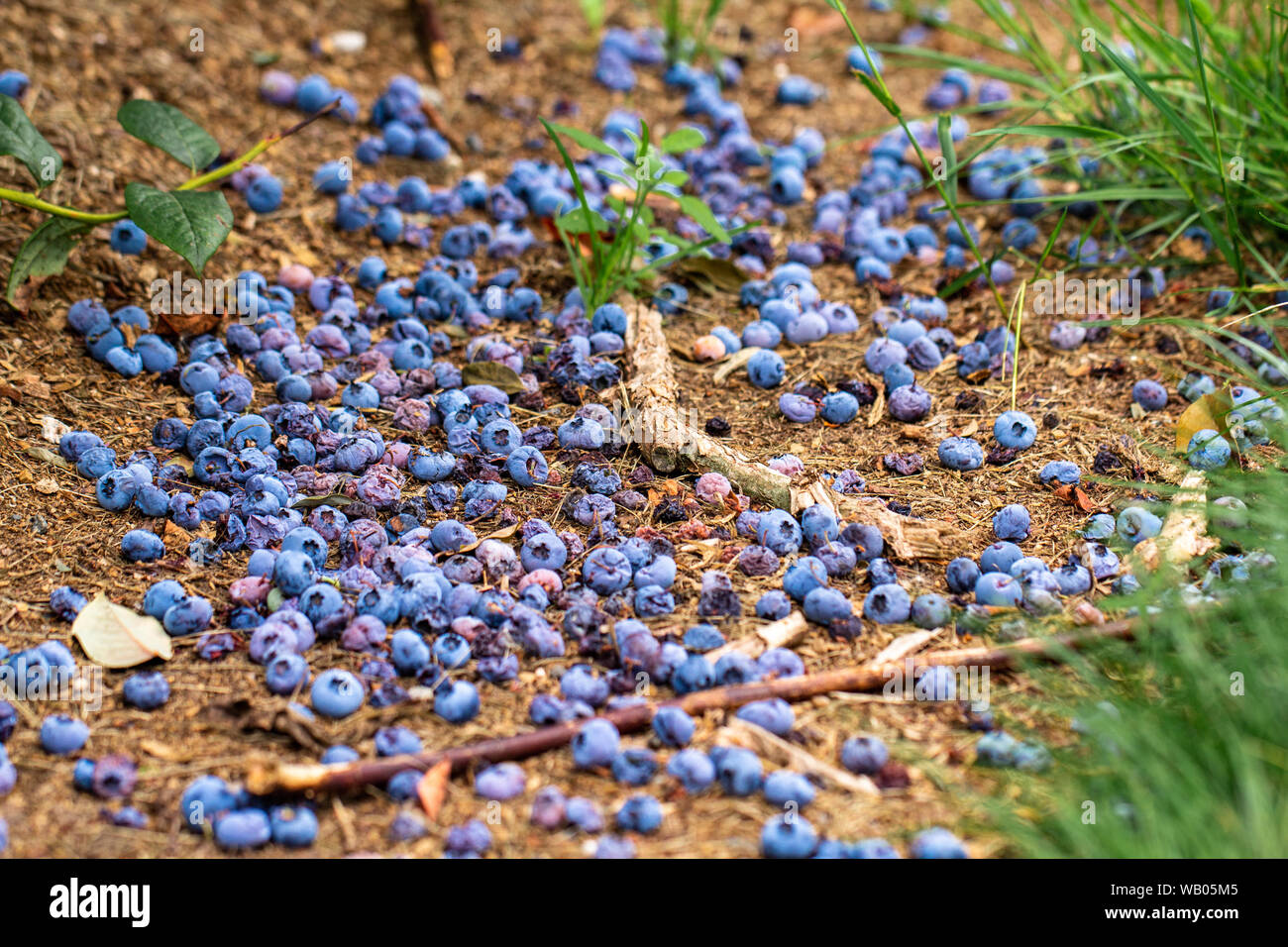 Blueberries that have fallen off the bush and laying on the ground ...