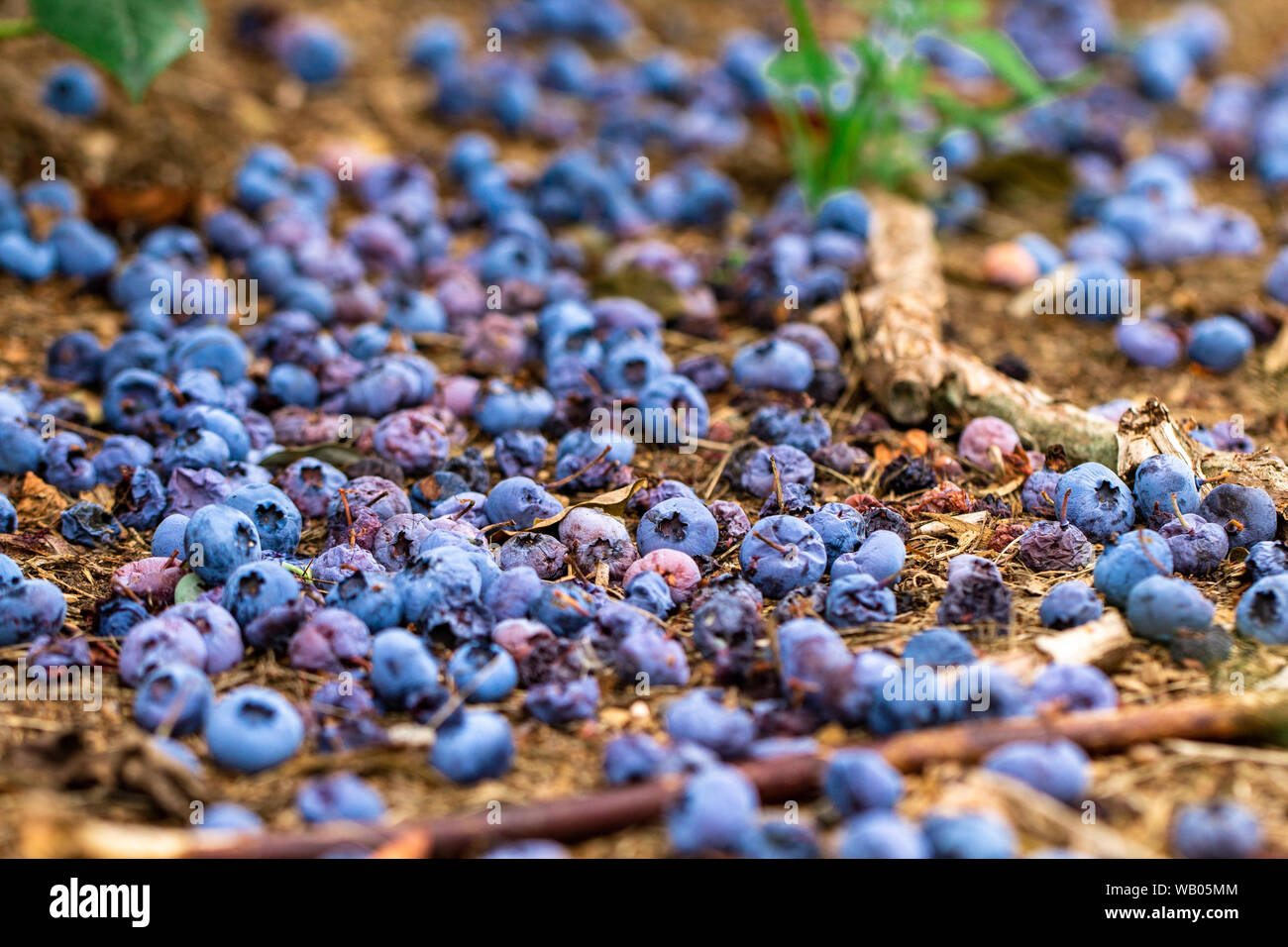 Blueberries that have fallen off the bush and laying on the ground ...