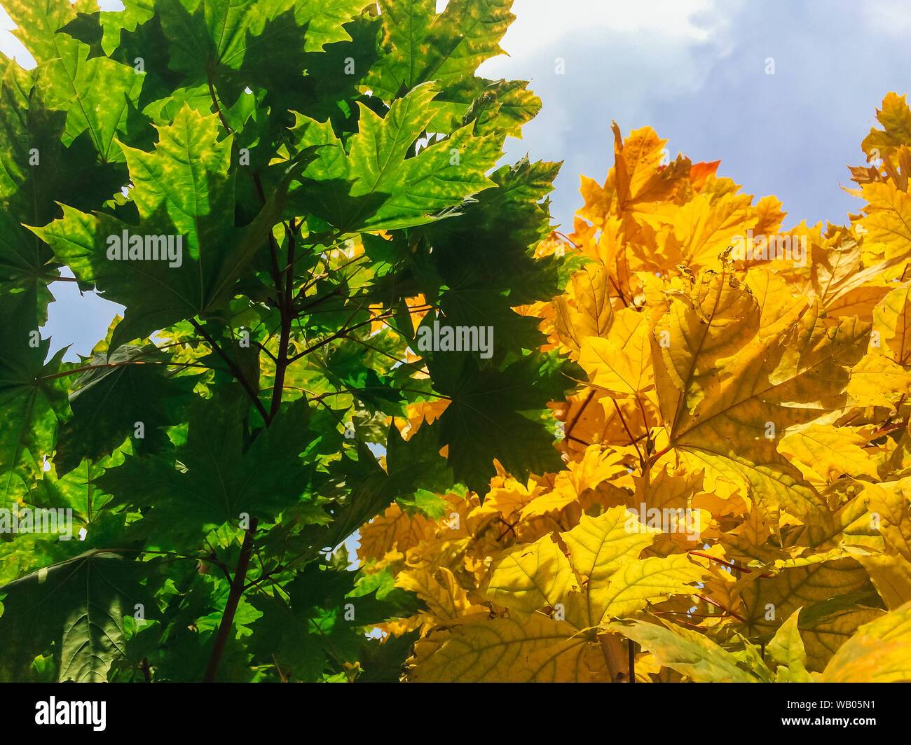 Green and yellow maple leaves on the maole tree Stock Photo - Alamy