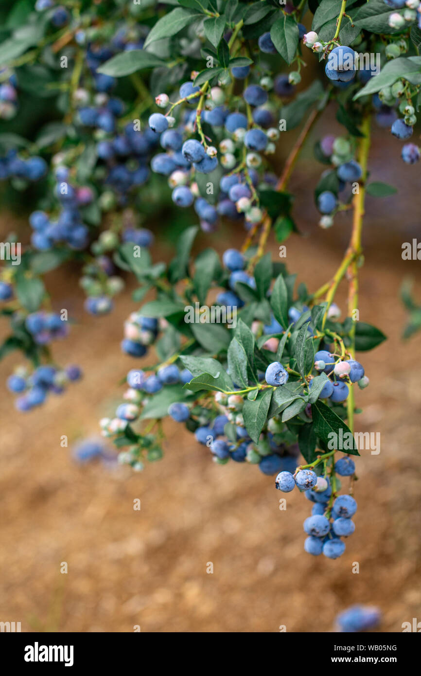 Blueberries bush blue hi-res stock photography and images - Alamy