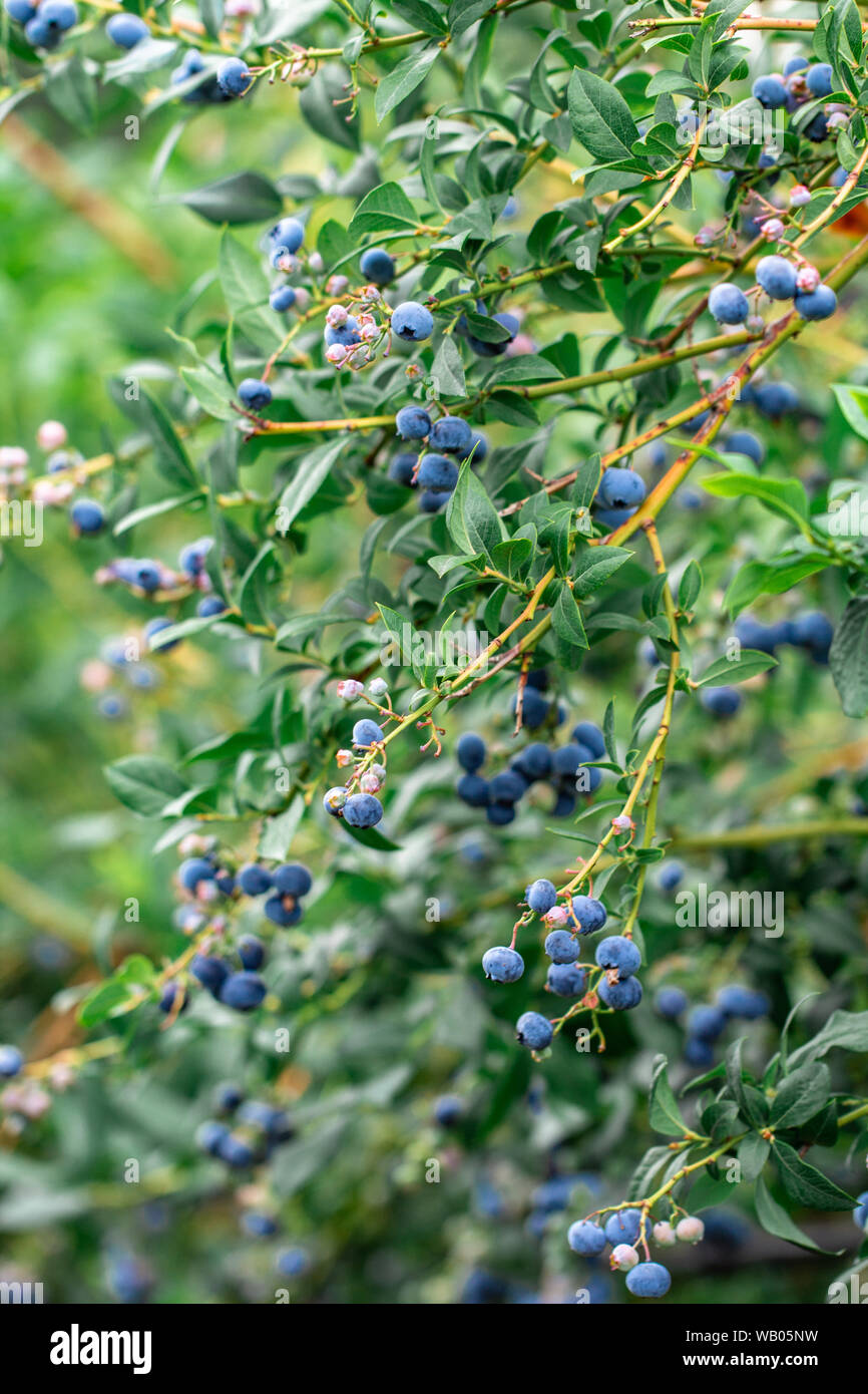 Blueberry bush hi-res stock photography and images - Alamy