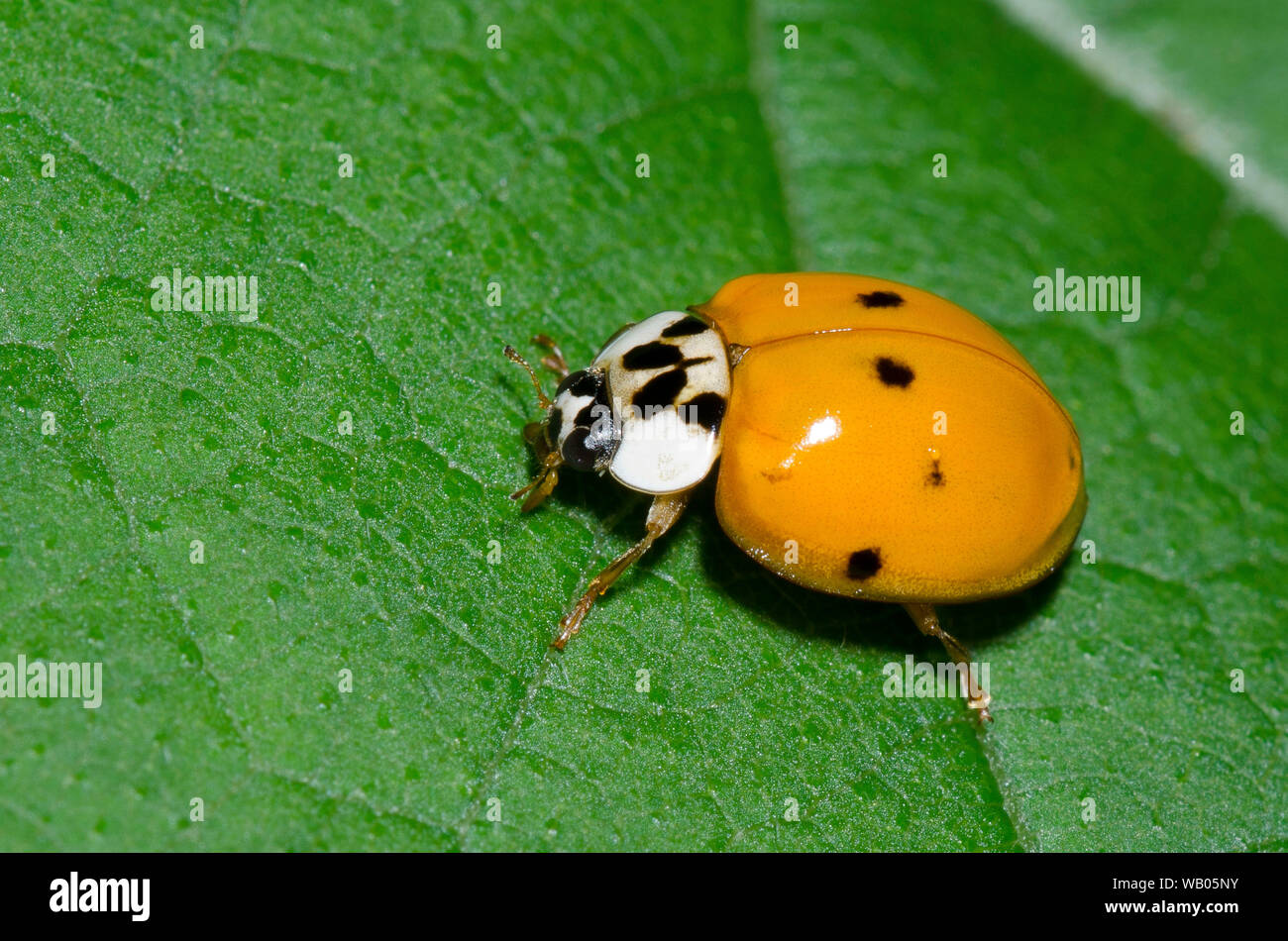 Asian lady beetle hi-res stock photography and images - Alamy