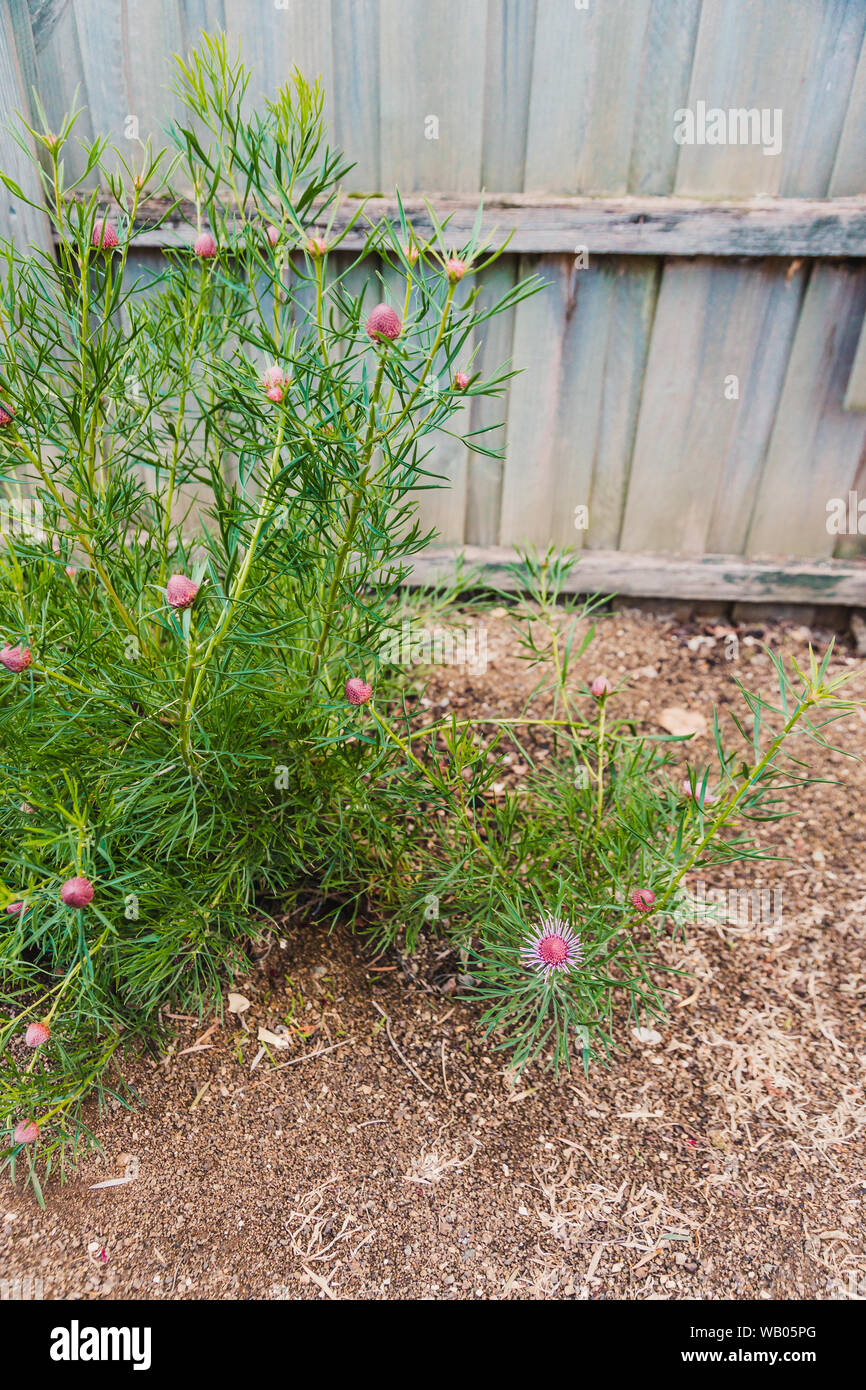 native Australian bush plant isopogon candy cone with pink flowers shot ...