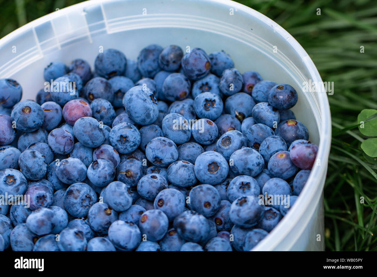 Bucket of berries hi-res stock photography and images - Alamy