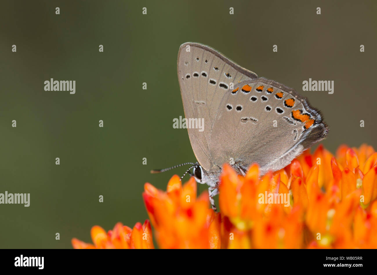 Coral Hairstreak, Satyrium titus, nectaring from orange milkweed ...