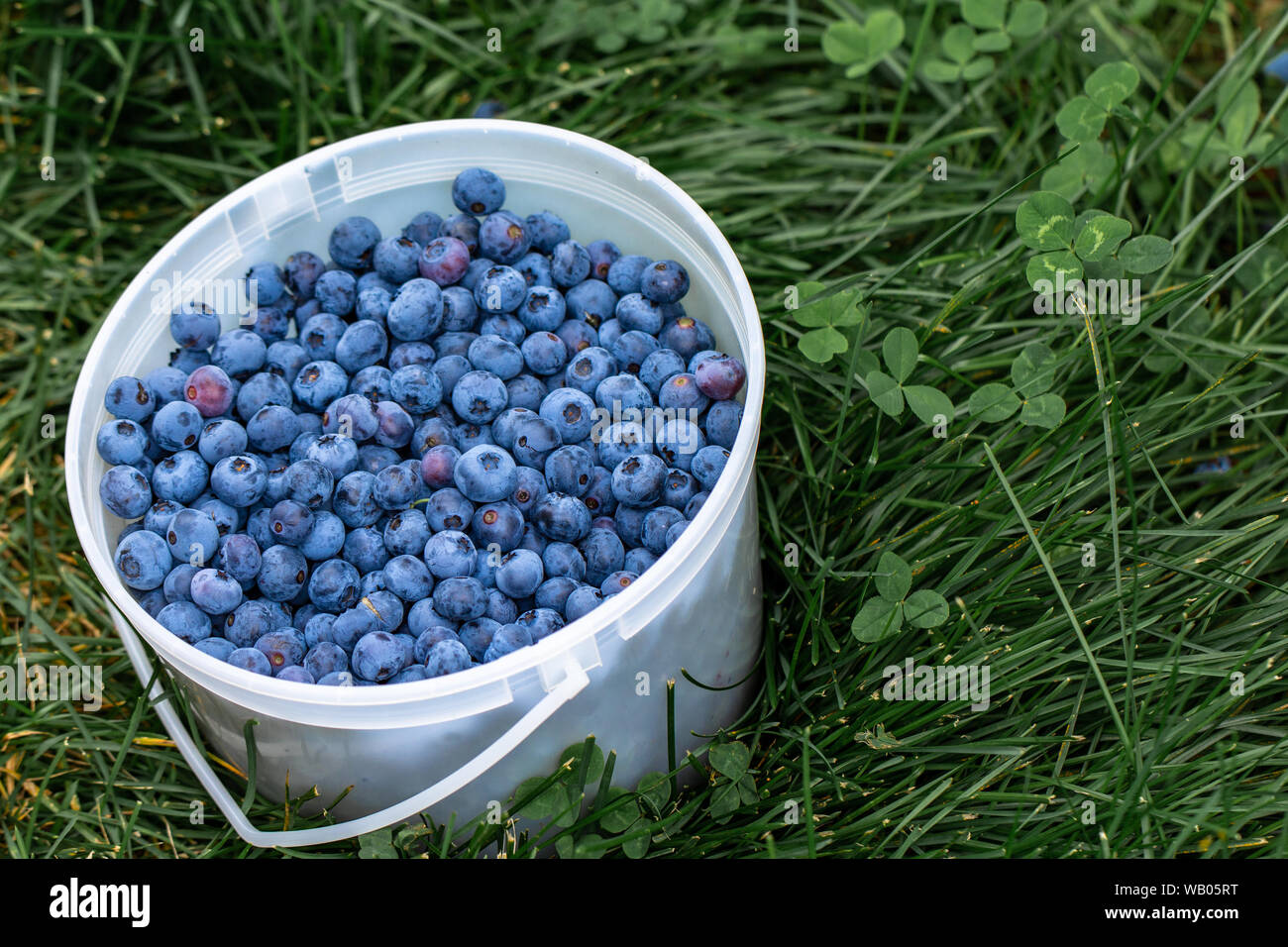 Bunch of berries in a bucket on grass Stock Photo - Alamy