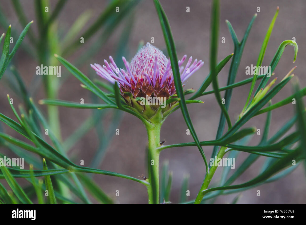 native Australian bush plant isopogon candy cone with pink flowers shot ...
