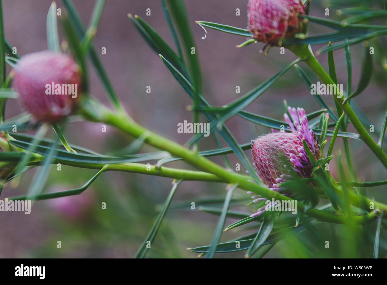 native Australian bush plant isopogon candy cone with pink flowers shot ...