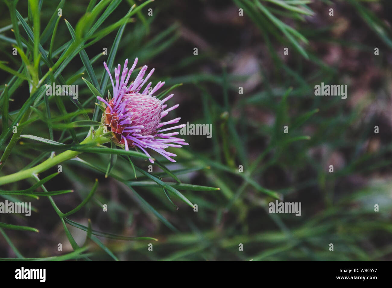 native Australian bush plant isopogon candy cone with pink flowers shot ...