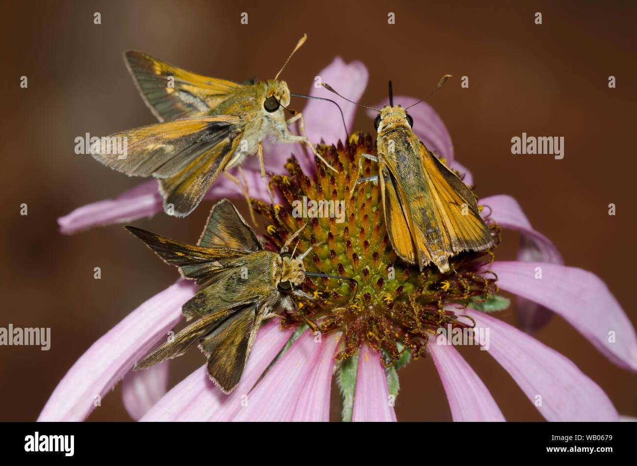 Crossline Skipper, Limochores origenes, male, Tawny-edged Skipper ...