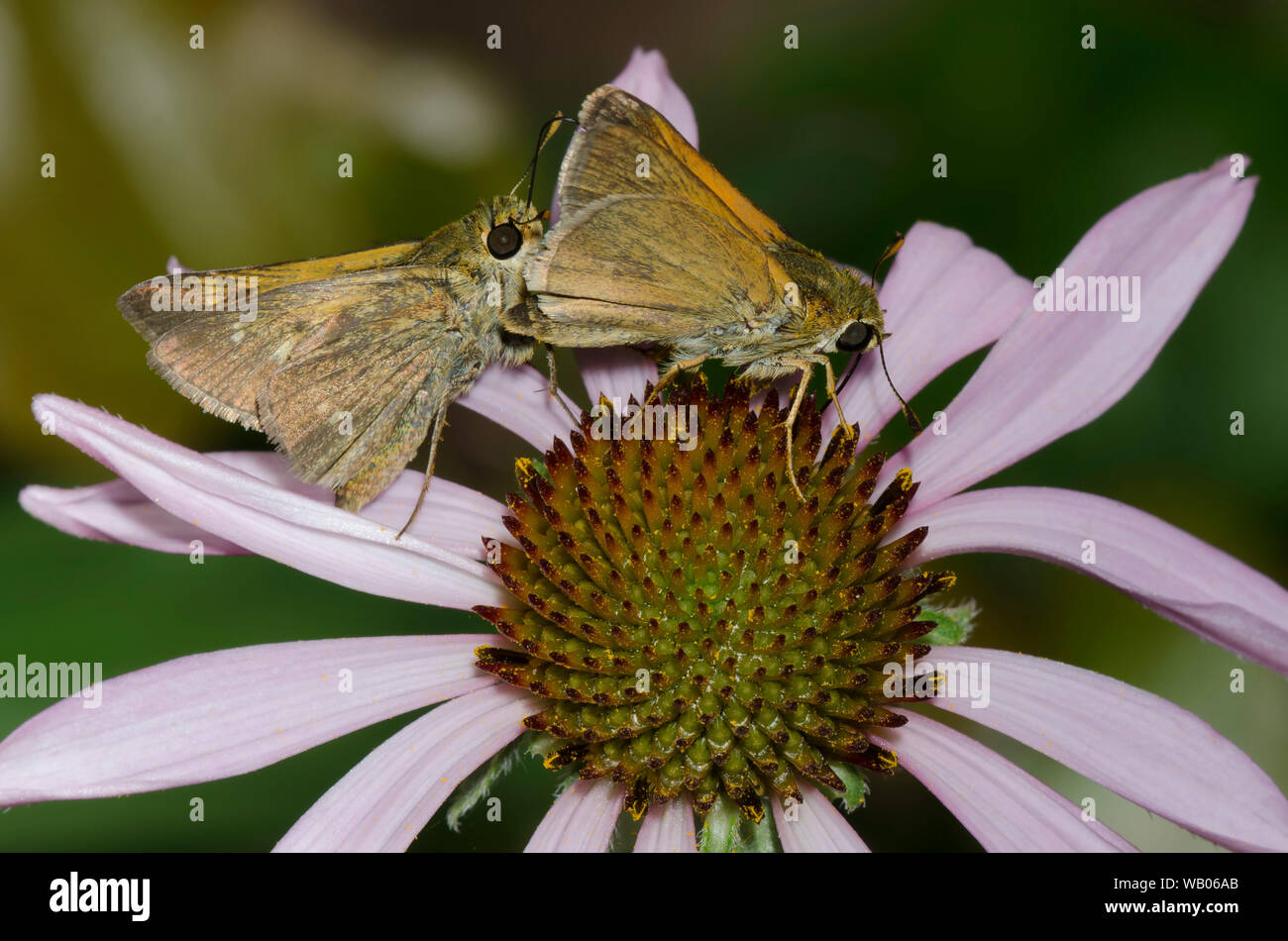 Crossline Skipper, Limochores origenes, male (left) and Tawny-edged ...