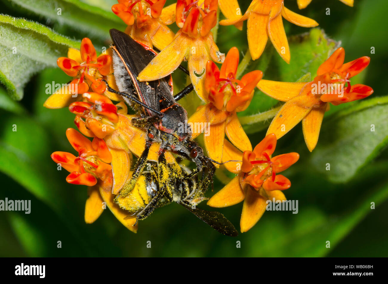 Bee Assassin, Apiomerus sp., feeding on captured Leaf-cutter Bee ...