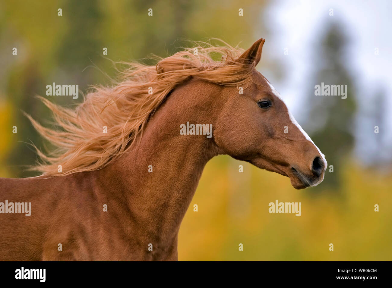 Arabian chestnut Stallion galloping, flying mane, portrait close up ...
