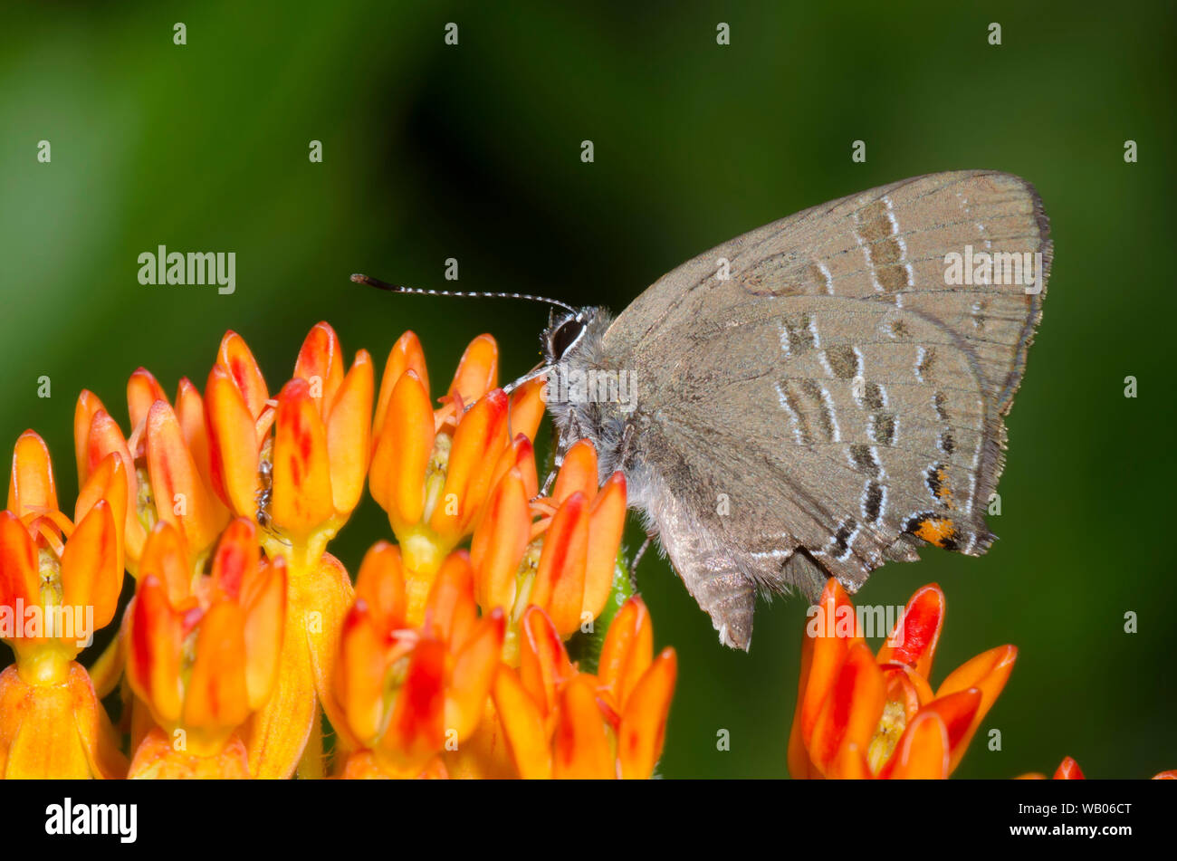 Predator management hi-res stock photography and images - Alamy