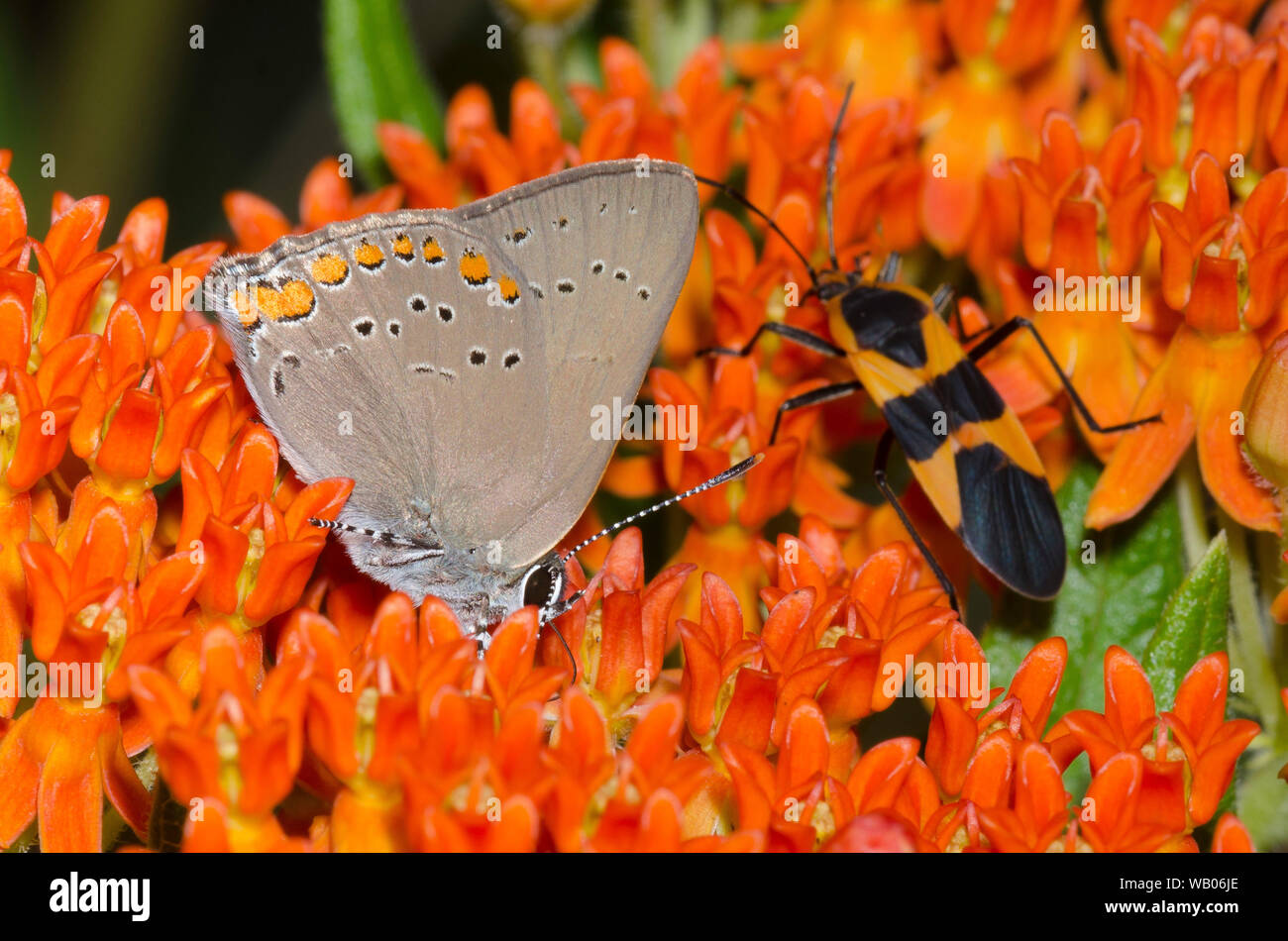 Milkweed bug hi-res stock photography and images - Alamy