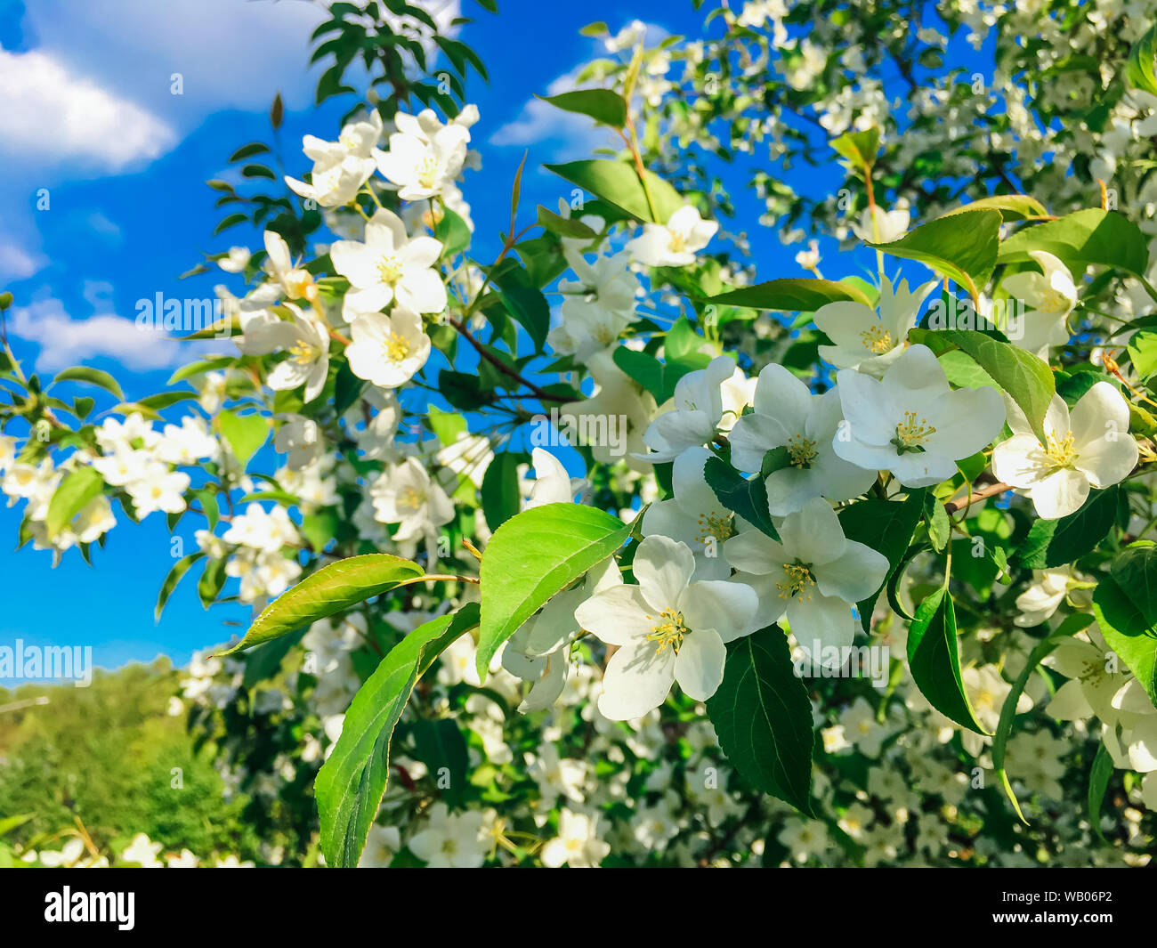 Blooming apple tree flowers on the blue sky background Stock Photo - Alamy