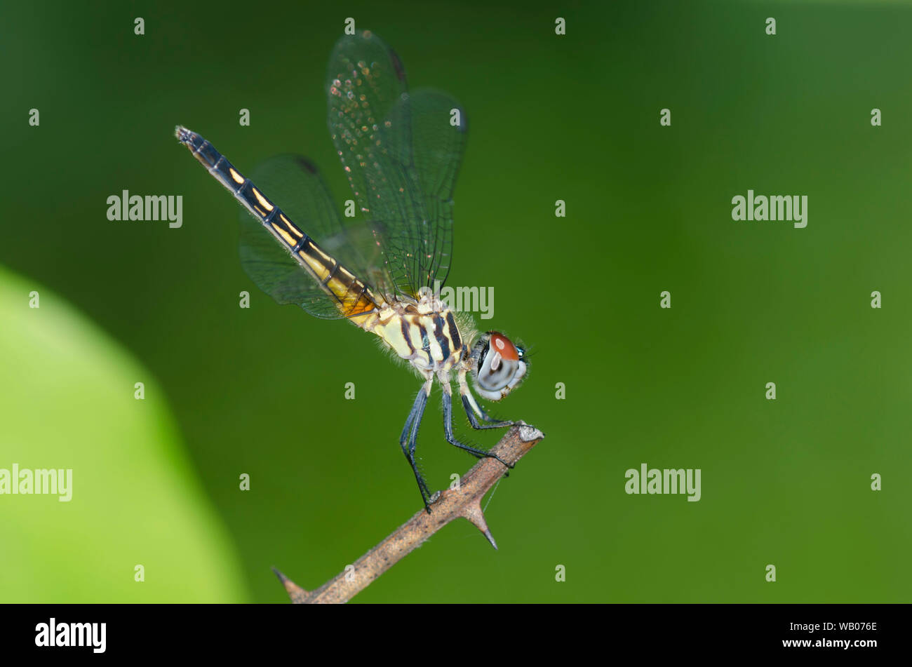 Female blue dasher hi-res stock photography and images - Alamy