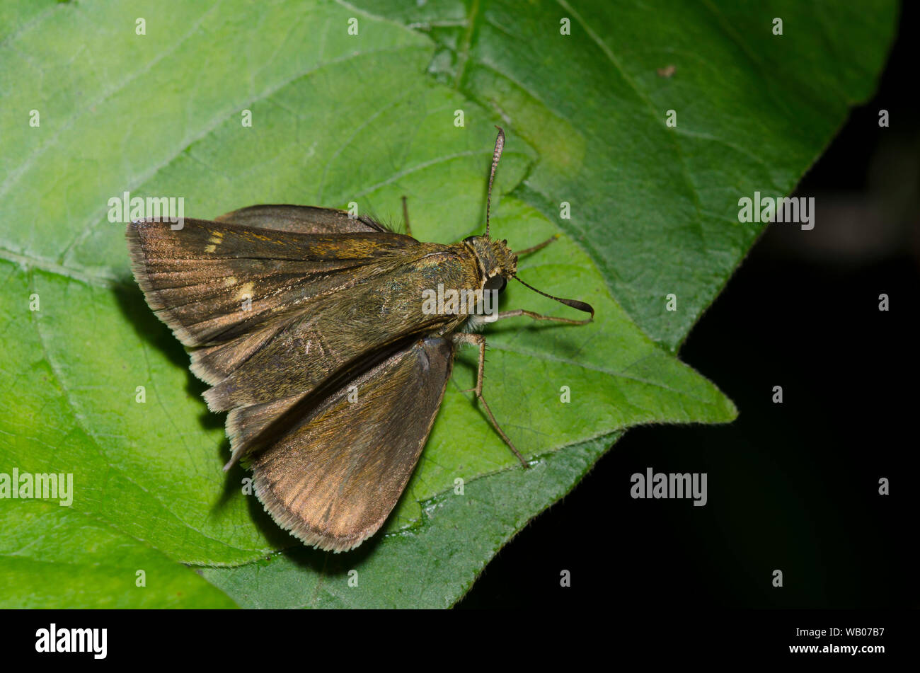 Crossline Skipper, Polites origenes, female Stock Photo - Alamy