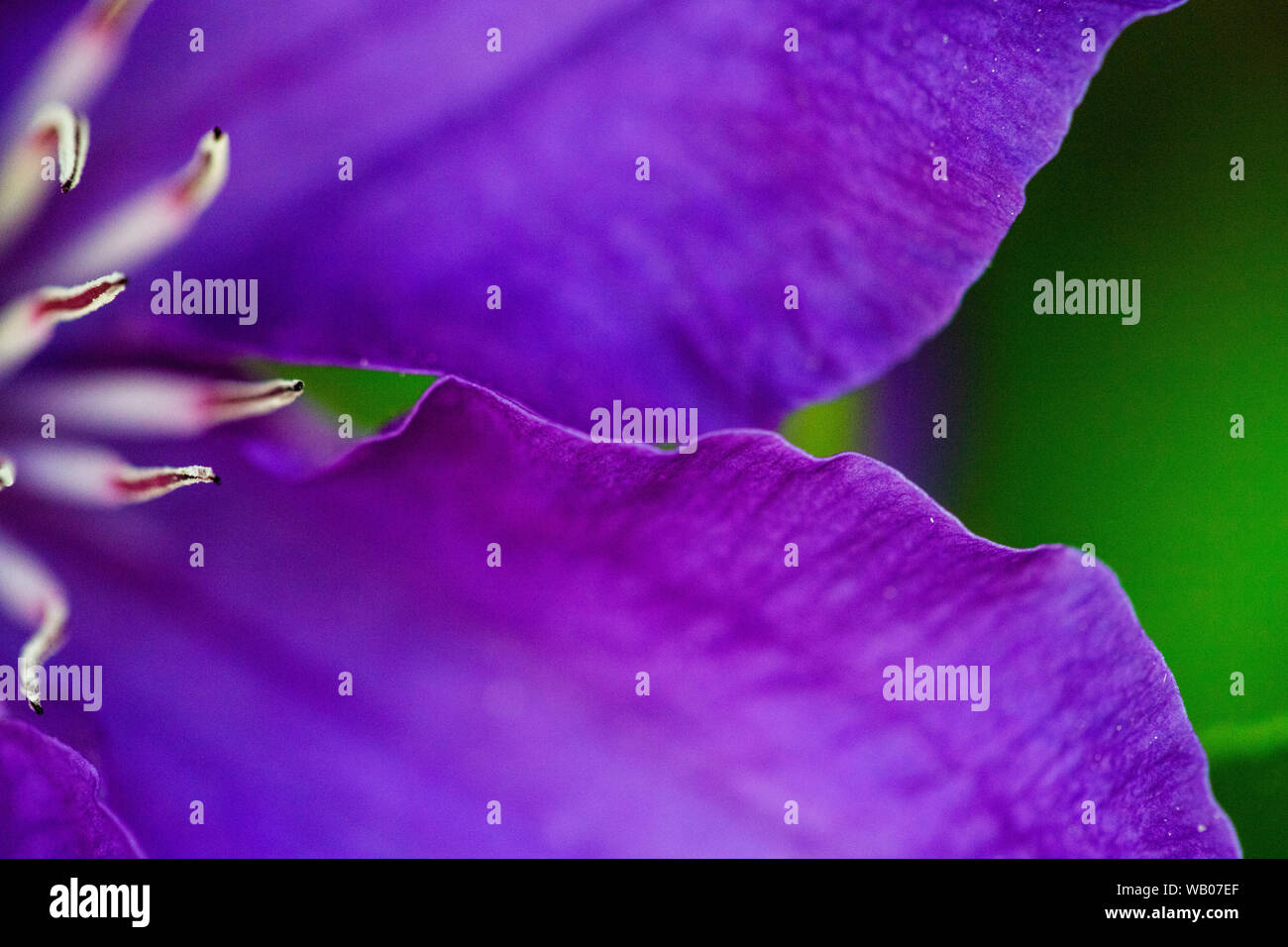 flower macros and close ups Stock Photo - Alamy